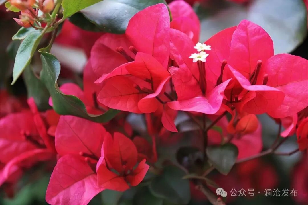 “庭院美” 乡村更美_要闻列表_文旅频道_云南网